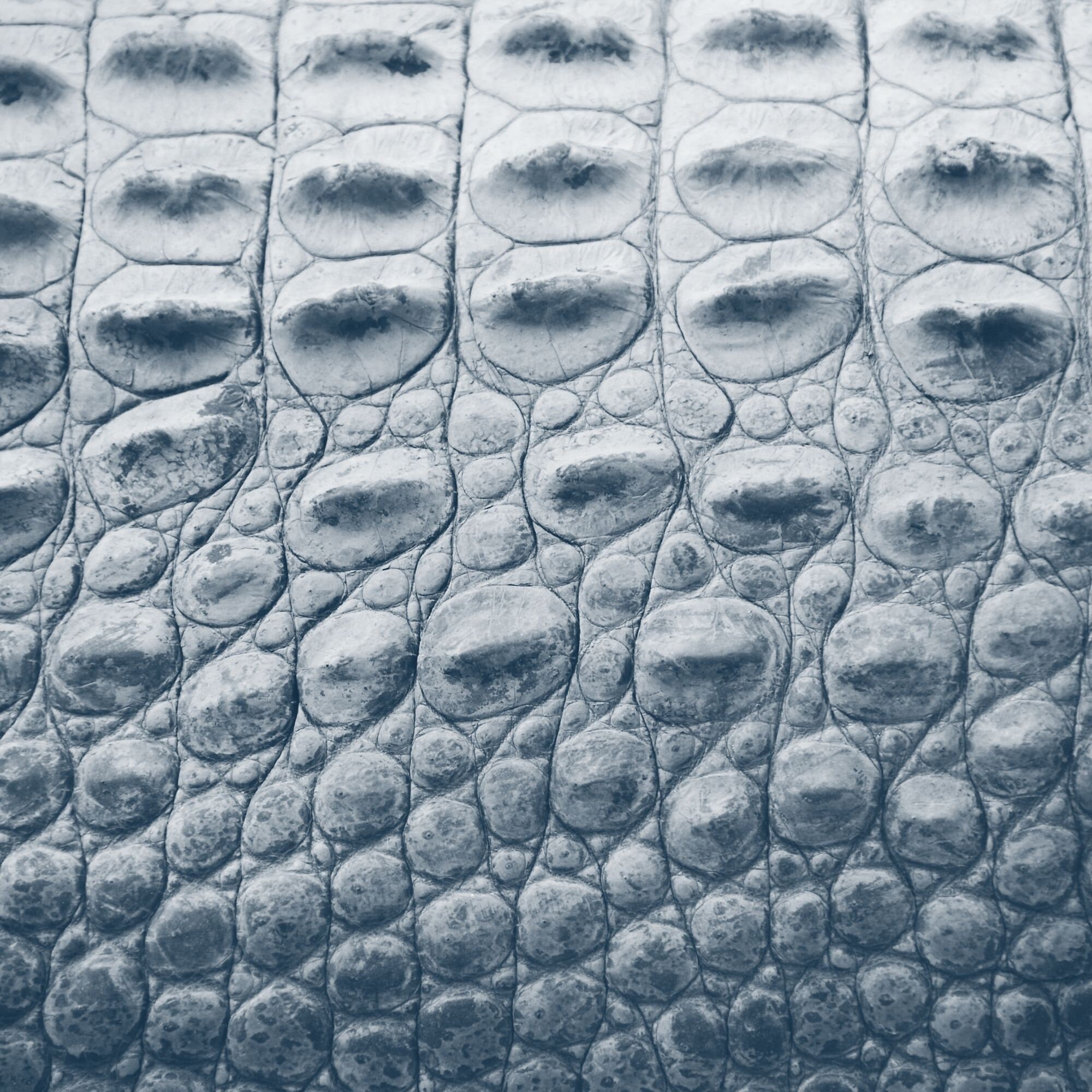 100 Alligator Skin Texture Digital Paper, Crocodile Skin, Commercial ...