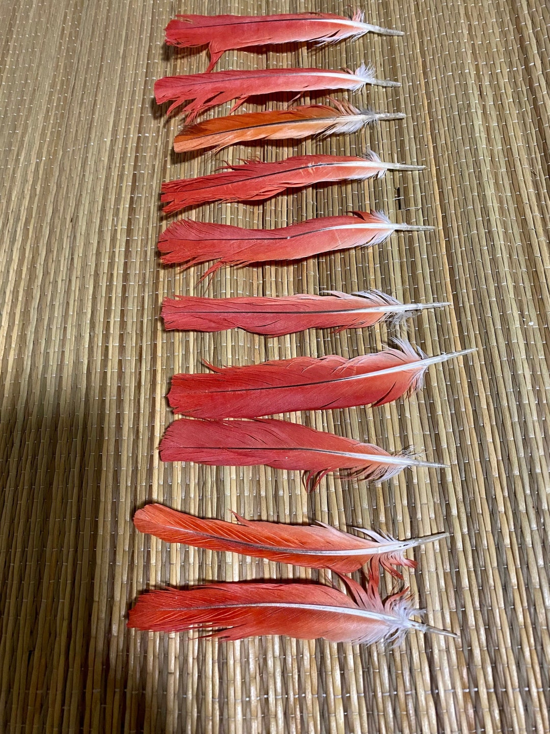 10 Plumas De Loro Africano - Etsy