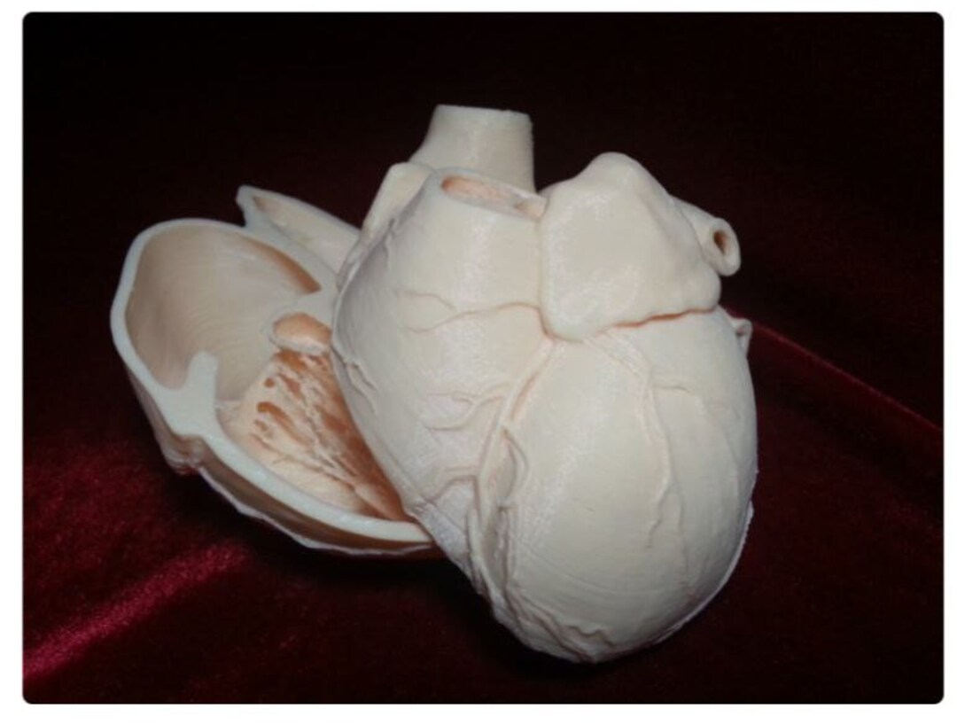 Human Heart STL, Human Heart 3D Model, Human Heart 3D Print Files ...
