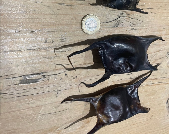 Ray Egg, Shark Egg, Mermaids' Purses, Devil's Purse, Egg Cases ...