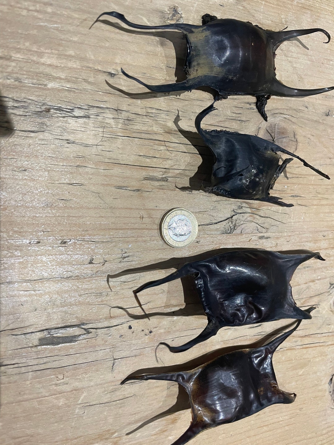 Ray Egg, Shark Egg, Mermaids' Purses, Devil's Purse, Egg Cases ...