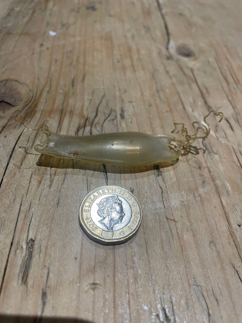 Cat Shark Egg Case, Mermaid's Purse, Marine Curiosity, Sea Life, Case ...