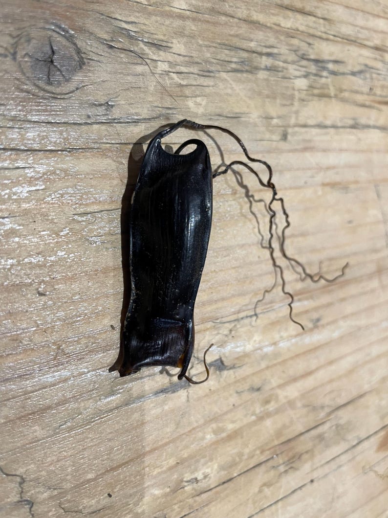 Mermaid's Purse, Cat Shark Egg Case, Pagan Home Decor - Etsy