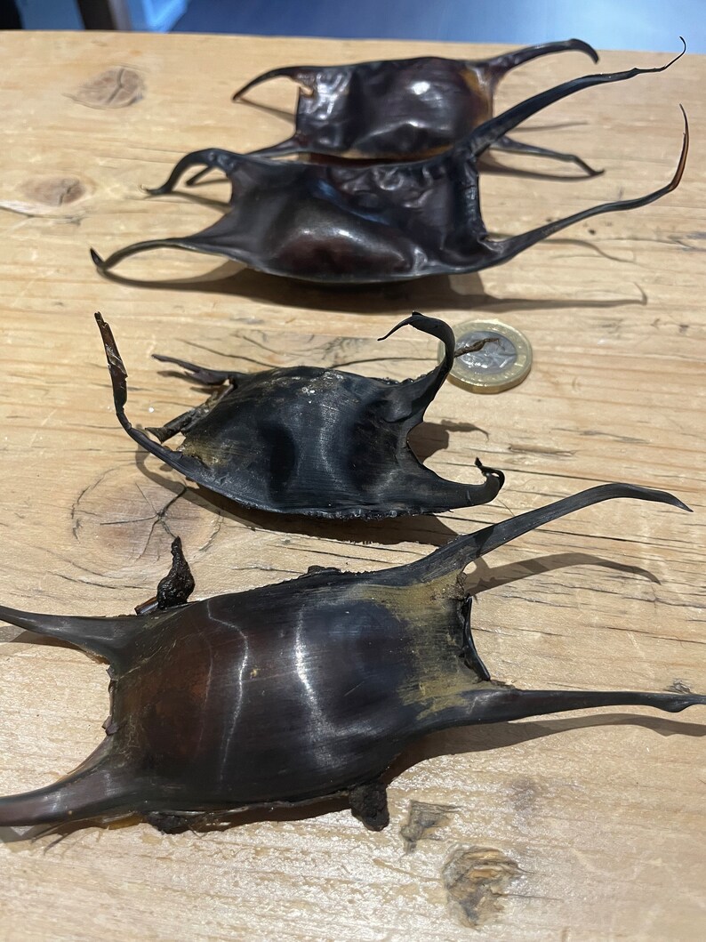 Ray Egg, Shark Egg, Mermaids' Purses, Devil's Purse, Egg Cases ...
