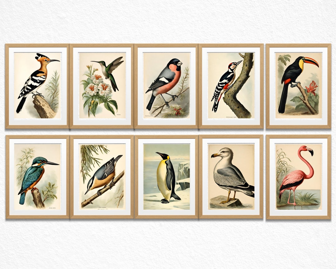 Vintage Bird Art Print, Set of 20, Vintage Illustration, Printable Wall ...