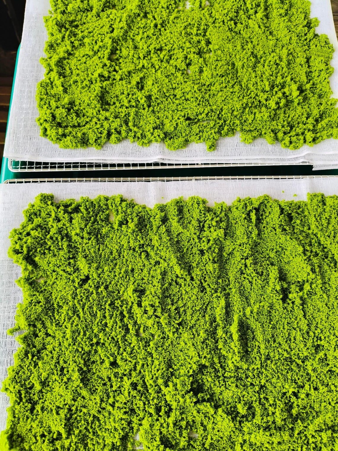 200g Wolffia Globosa Powder, High-protein Superfood , Green Caviar ...