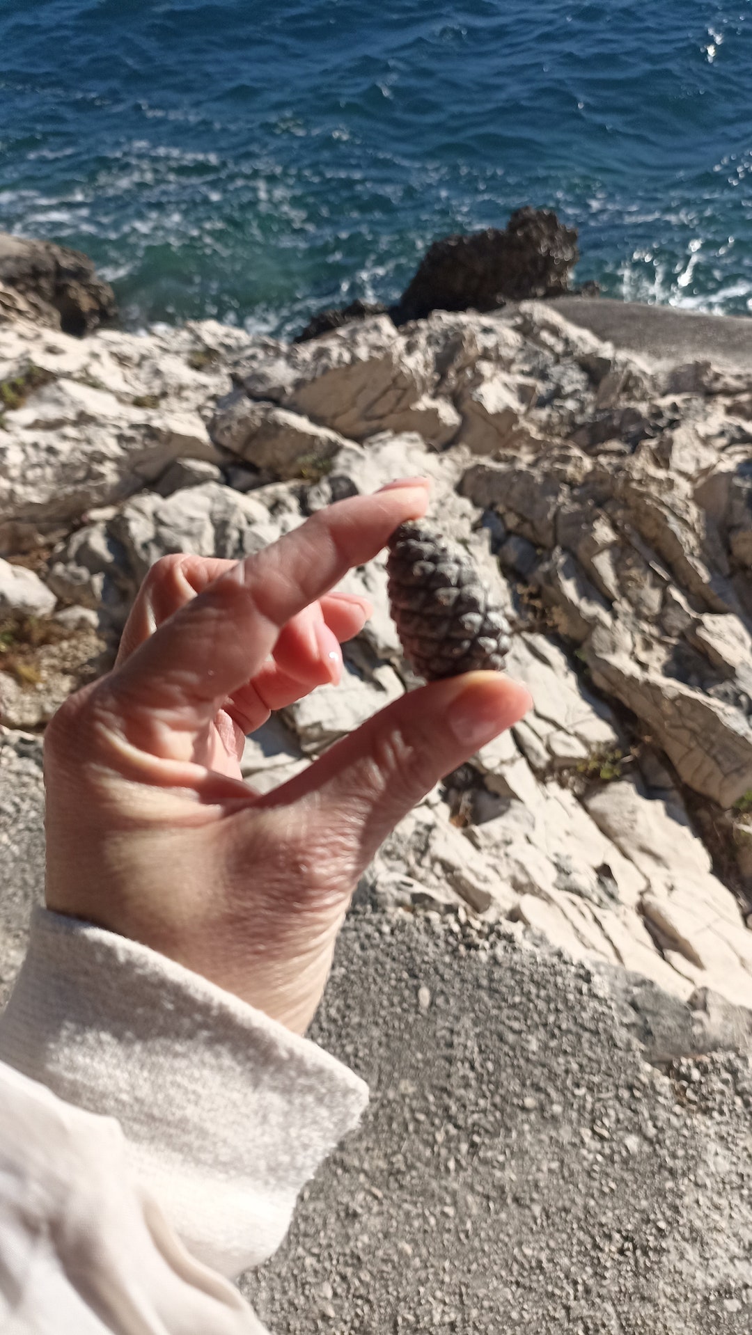 Pine Cone Small for DIY, Rustic Natural Decor. Real Natural Pine Cone Decor. Dried Natural Pine ...