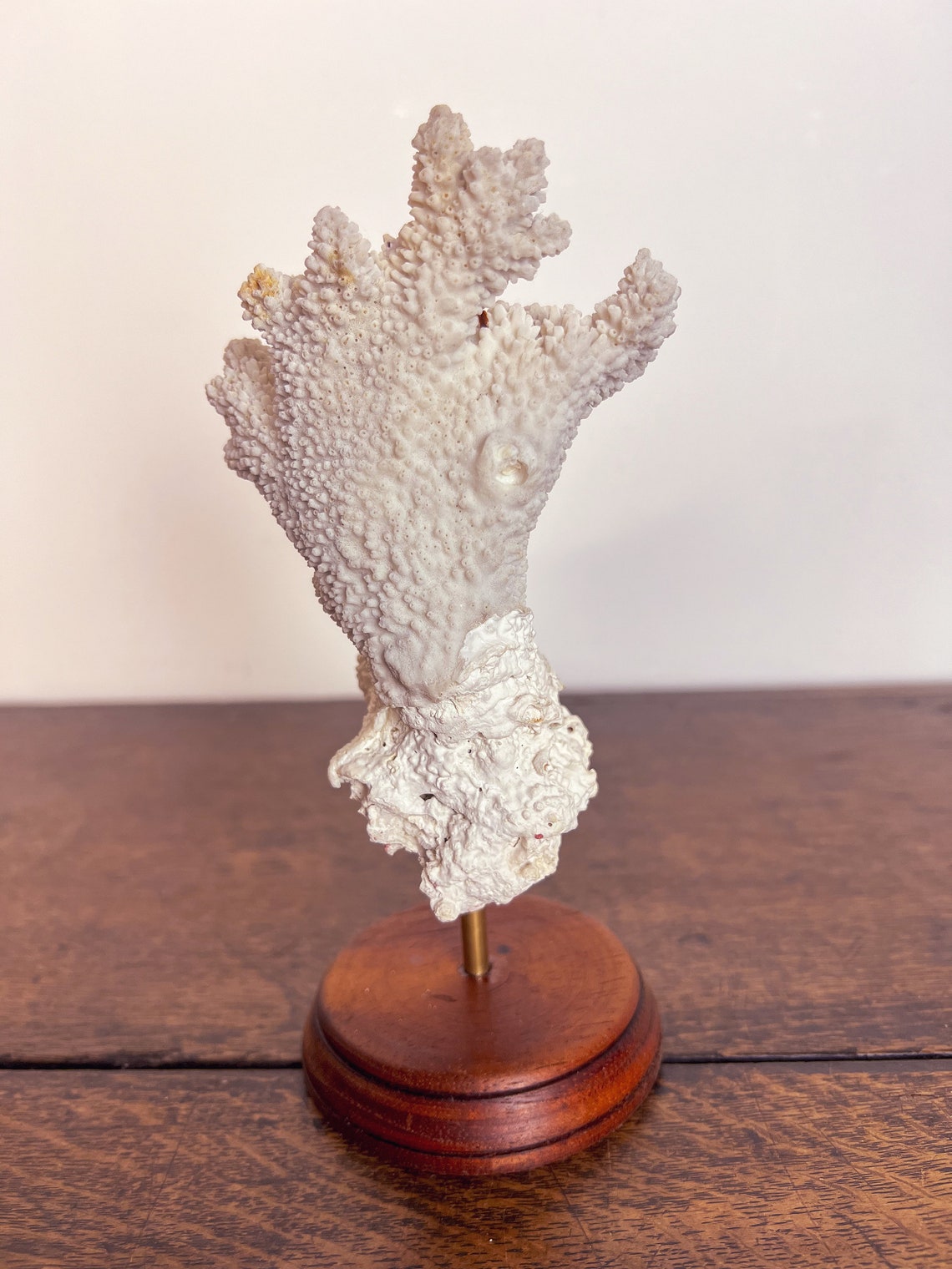 Mounted Antique Coral on Hardwood Stand - Etsy