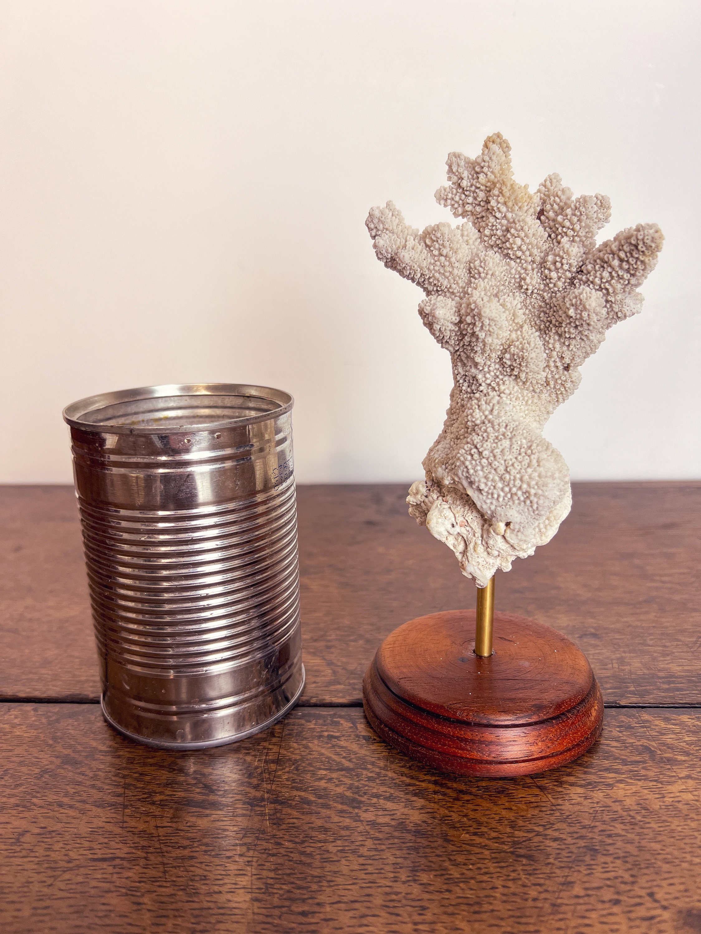 Mounted Antique Coral on Hardwood Stand - Etsy