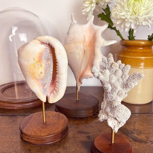 Mounted Antique Coral on Hardwood Stand - Etsy