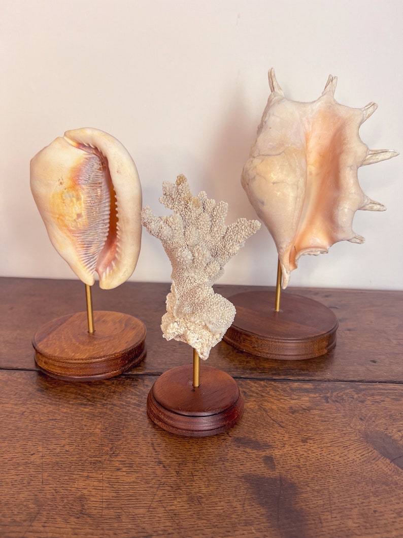 Mounted Antique Coral on Hardwood Stand - Etsy