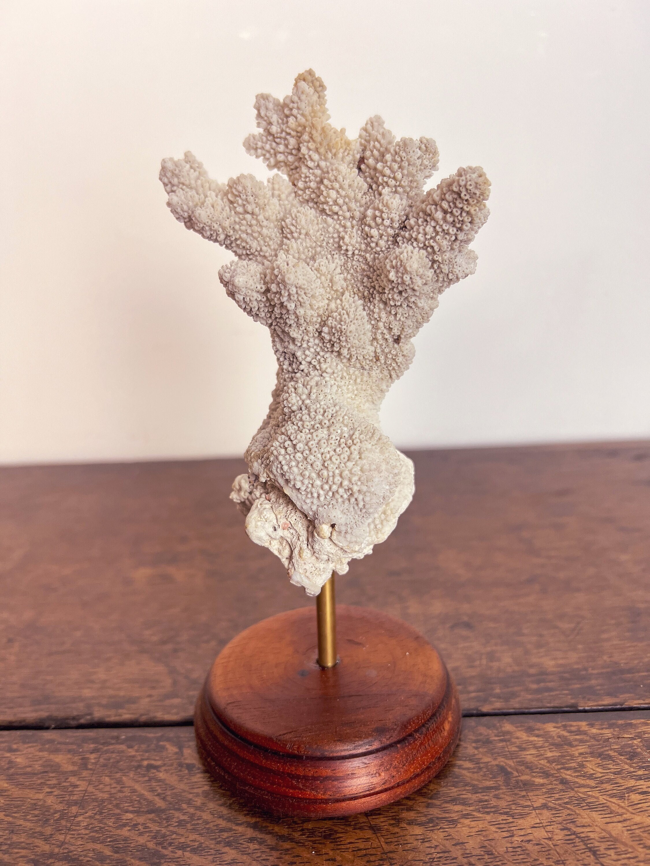 Mounted Antique Coral on Hardwood Stand - Etsy