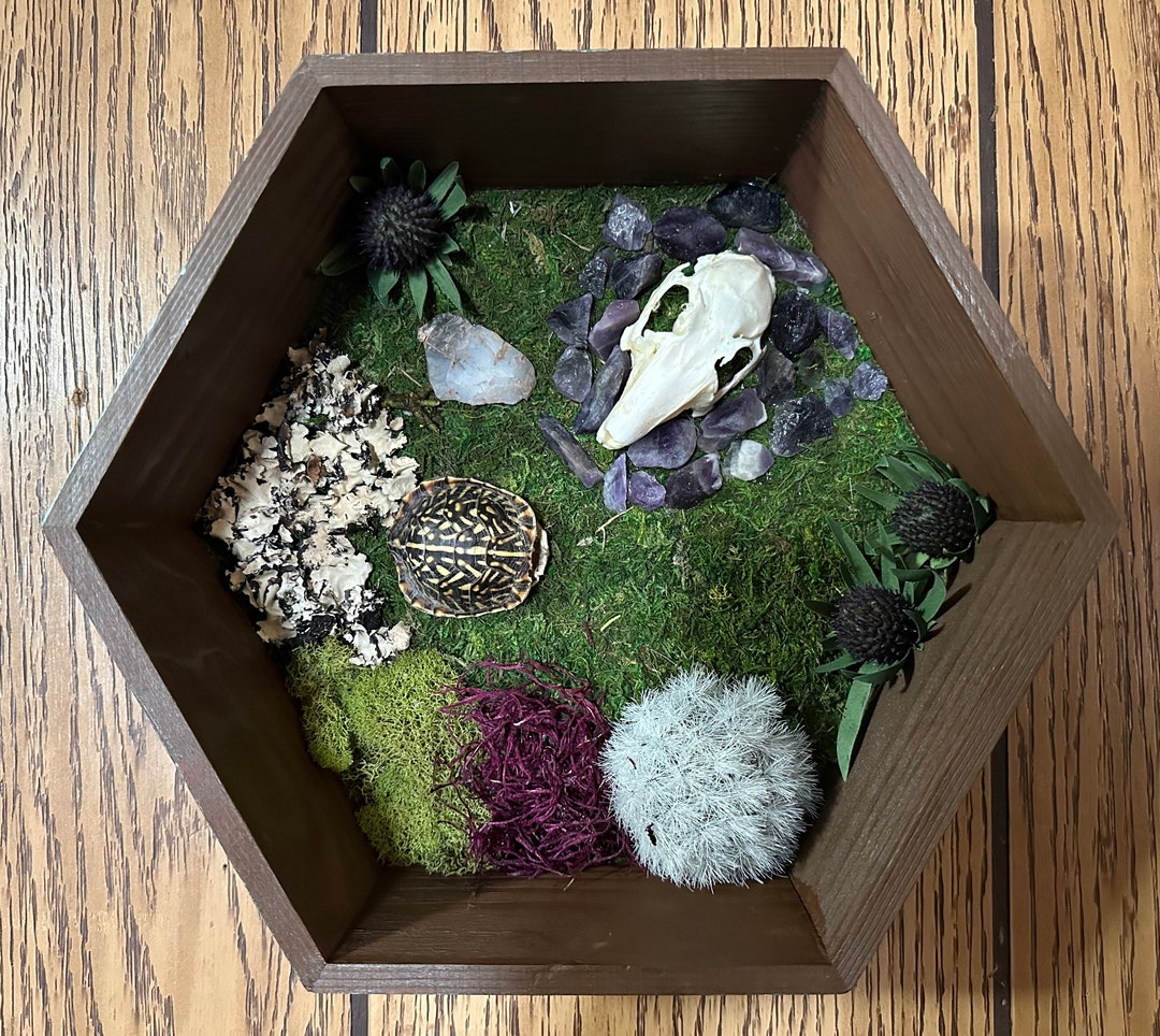 Turtle and the Hair Shadow Box - Etsy