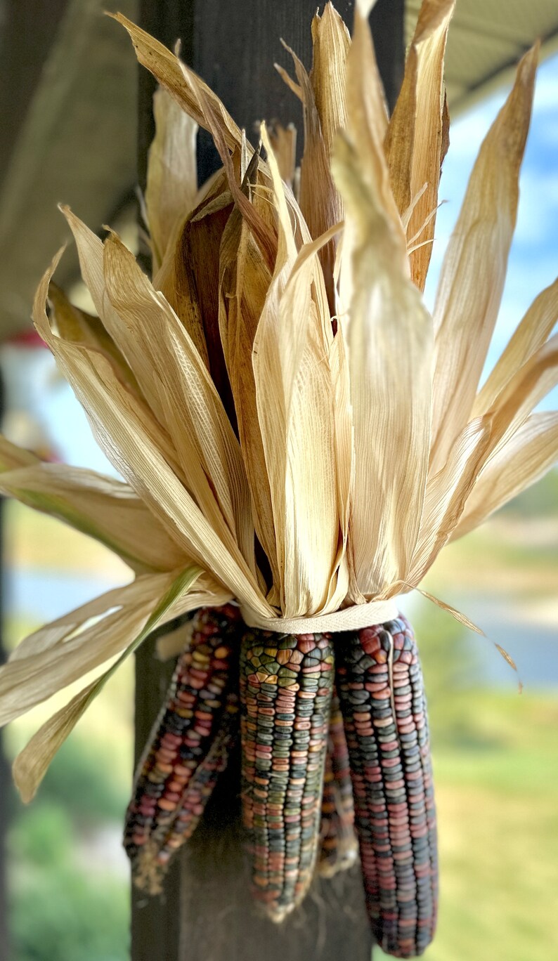 Indian Corn in Husk Fall Decoration 6 Ears - Etsy