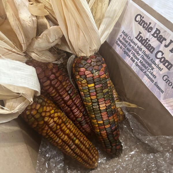 Indian Corn - Etsy