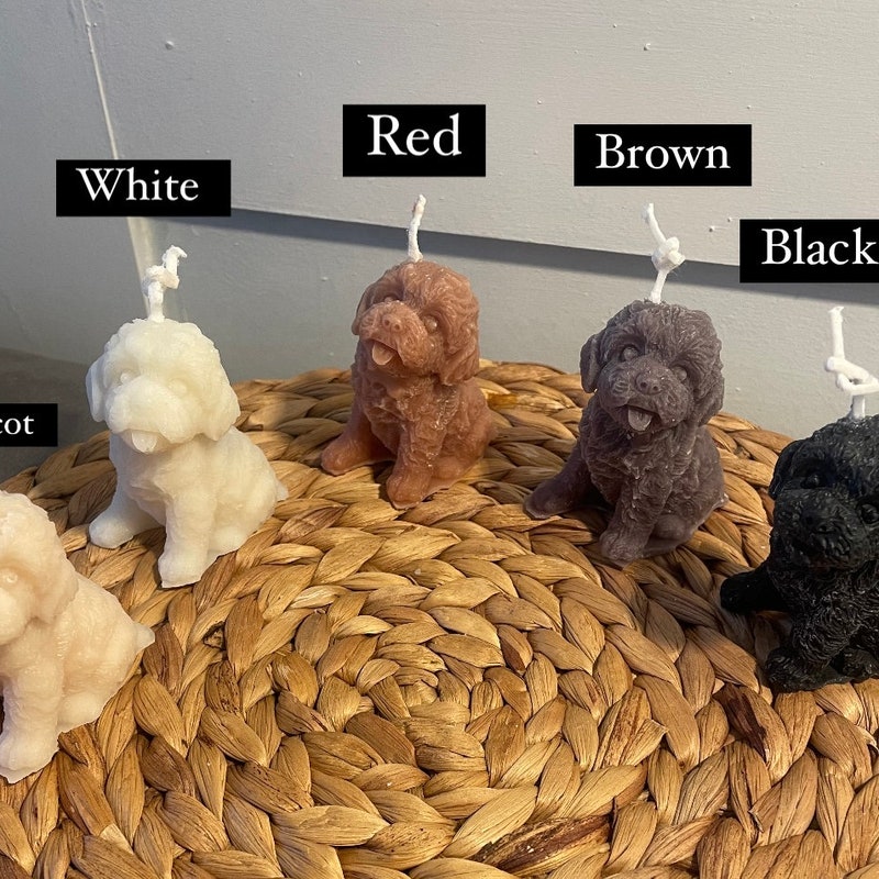 Cockapoo Gift - 60+ Gift Ideas for 2025