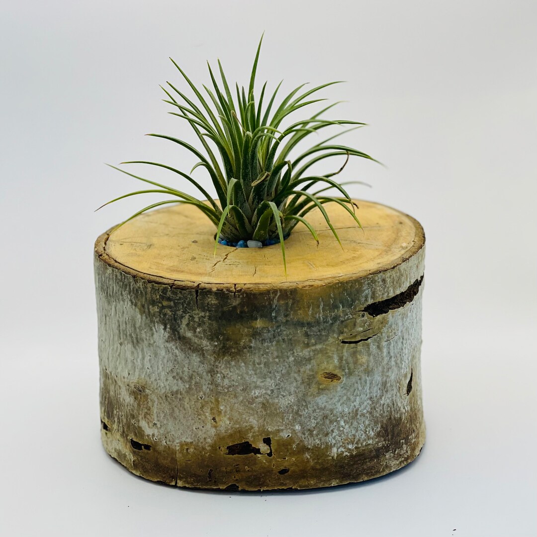 Air Plant With Solid Log Base - Etsy