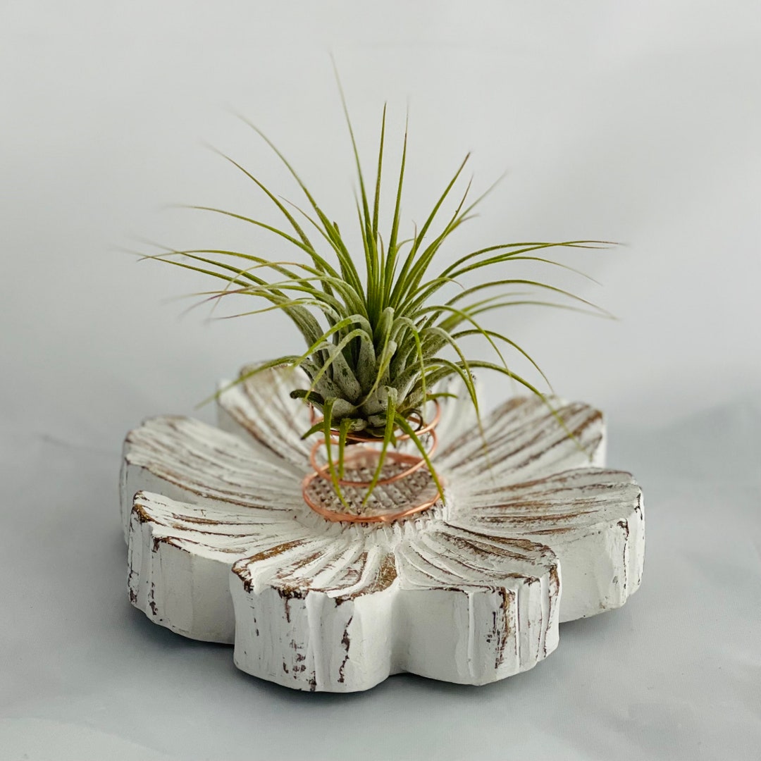 Air Plant on White Wooden Flower Base With Copper Stand - Etsy