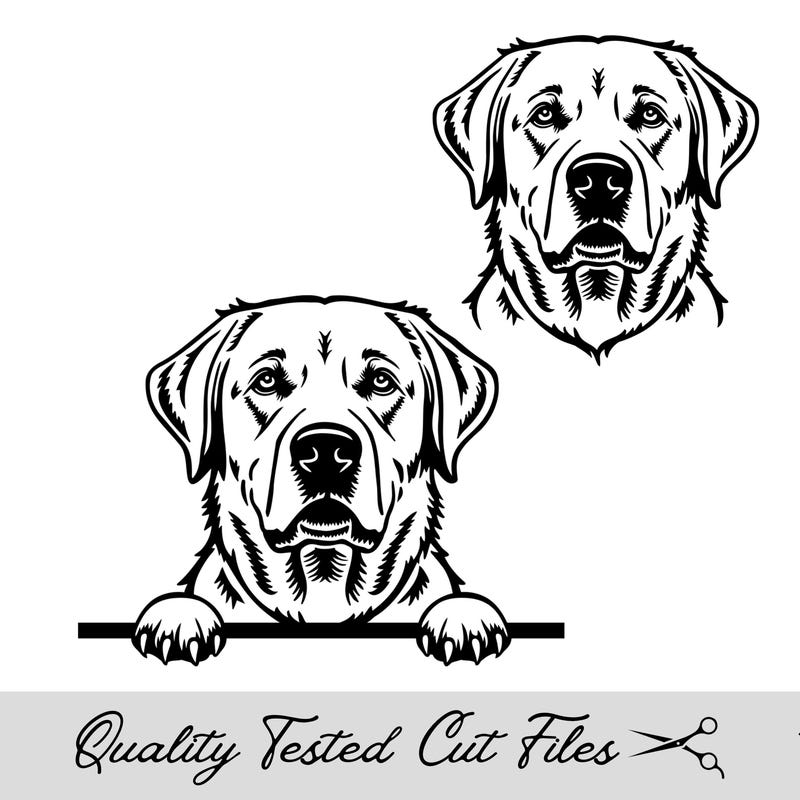 Peeking Lab Svg - Etsy