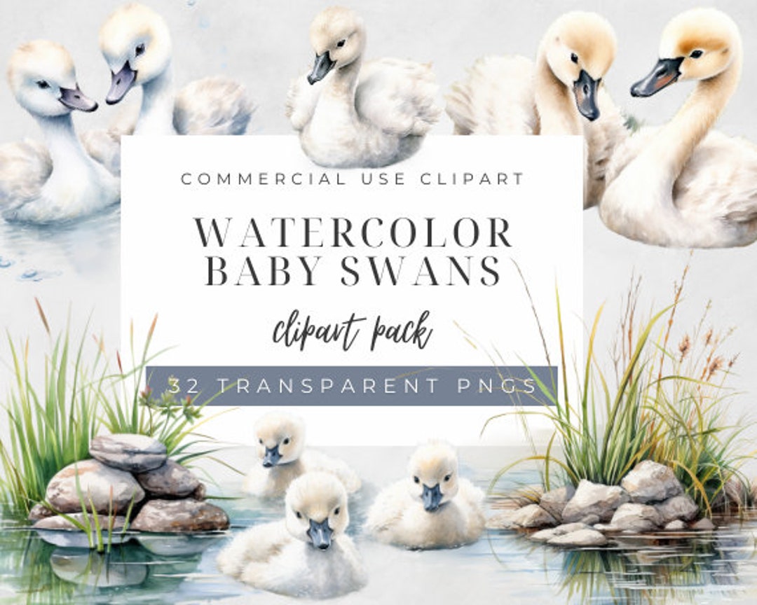 Baby Swan Clipart, Watercolor Swan PNG, Commercial Use, Bird Clipart ...
