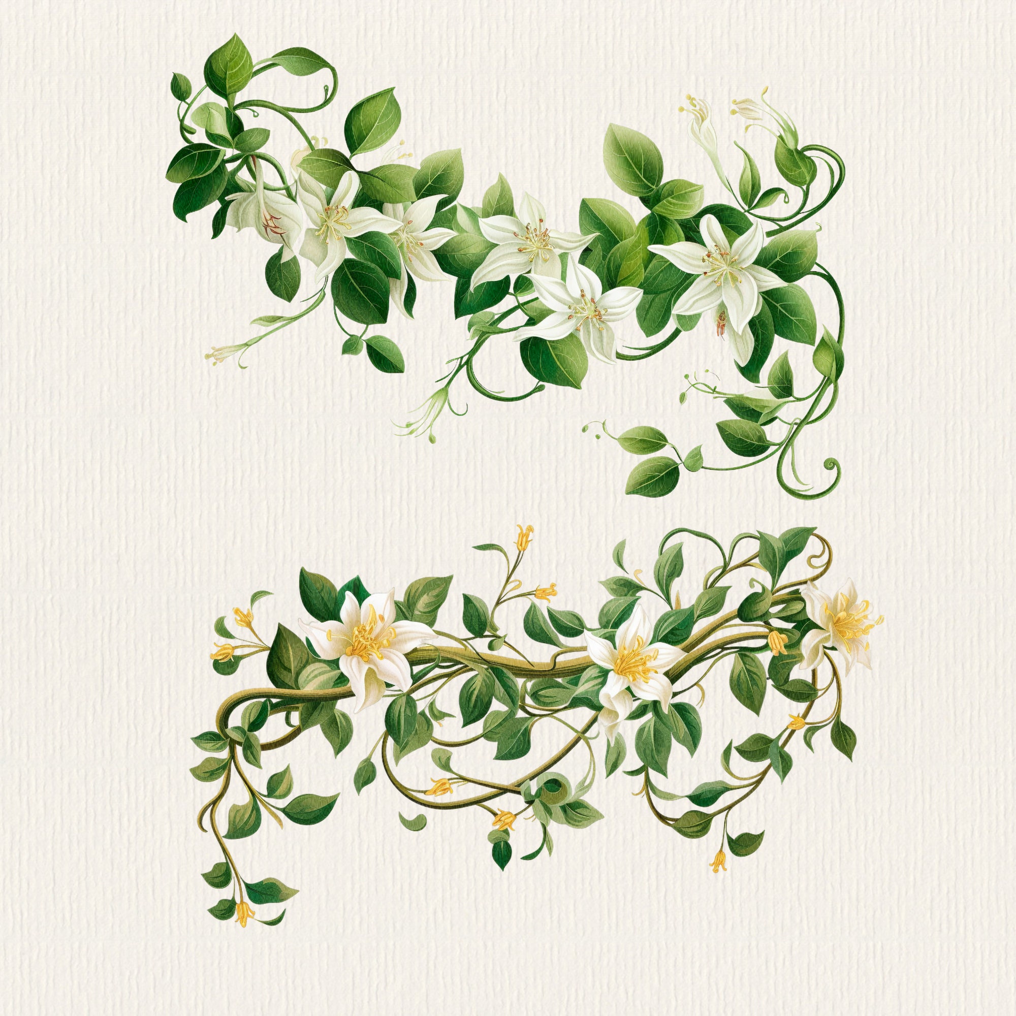 Honeysuckle Clipart Honeysuckle Wreath and Vine Png Commercial Use ...