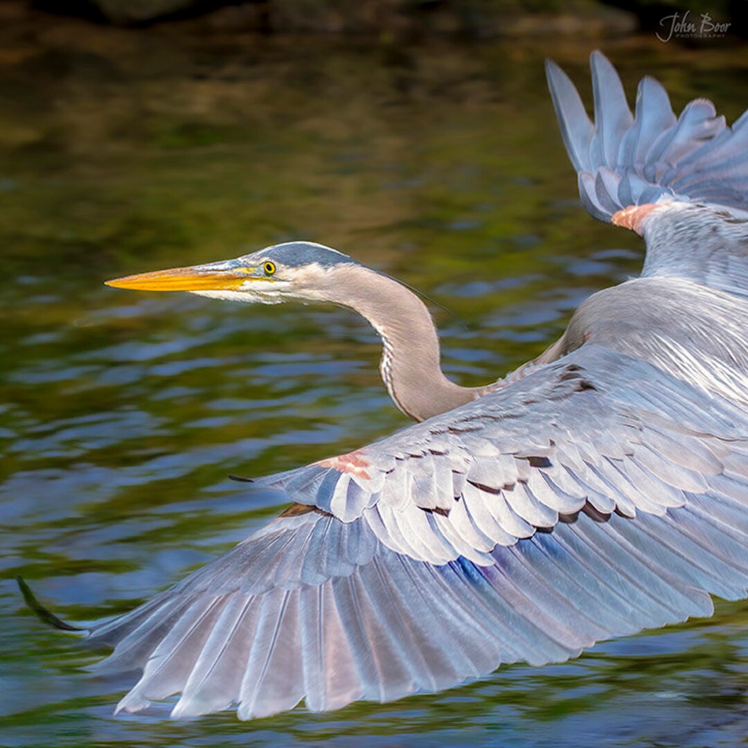 Great Blue Heron Wall Art | Photographic Print | Water Bird Wall Art ...