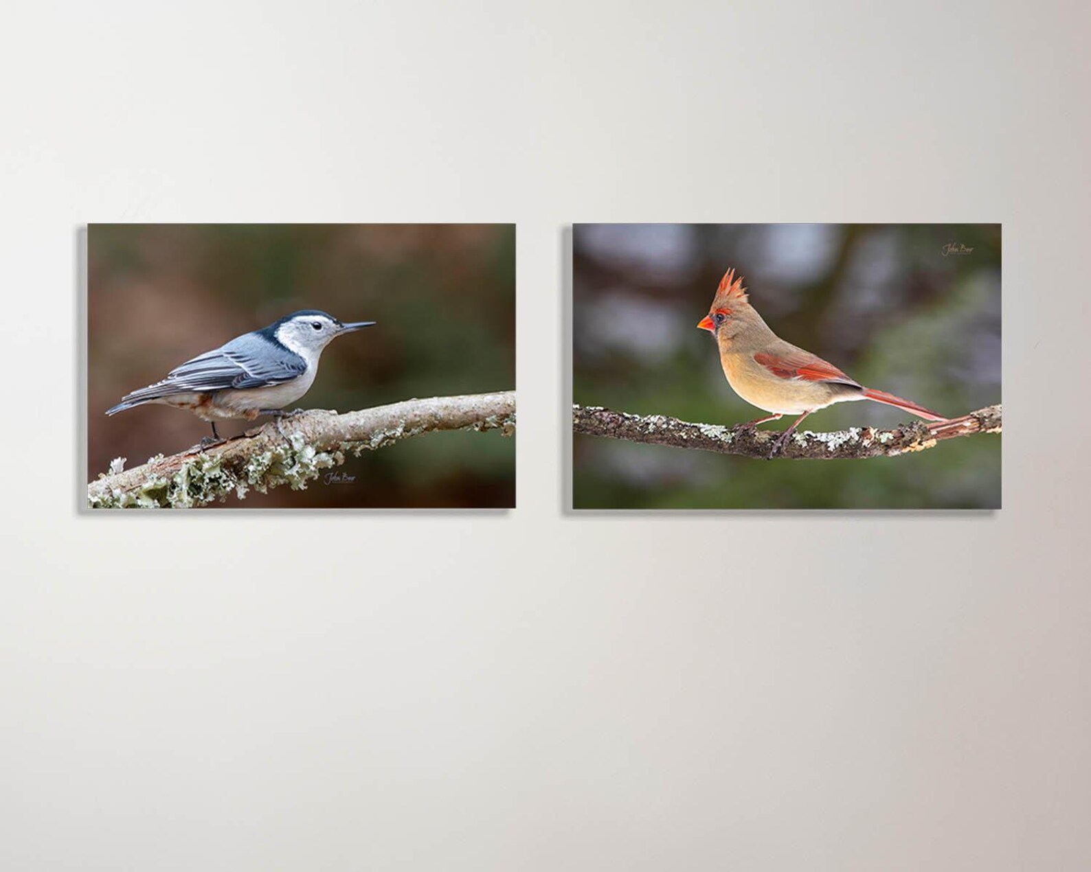 Cardinal & Nuthatch Bird Photography Print | Pennsylvania Nature Art ...