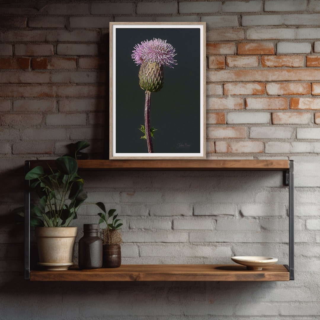 Thistle Wall Art | Thistle Print | Thistle Flower Photography ...