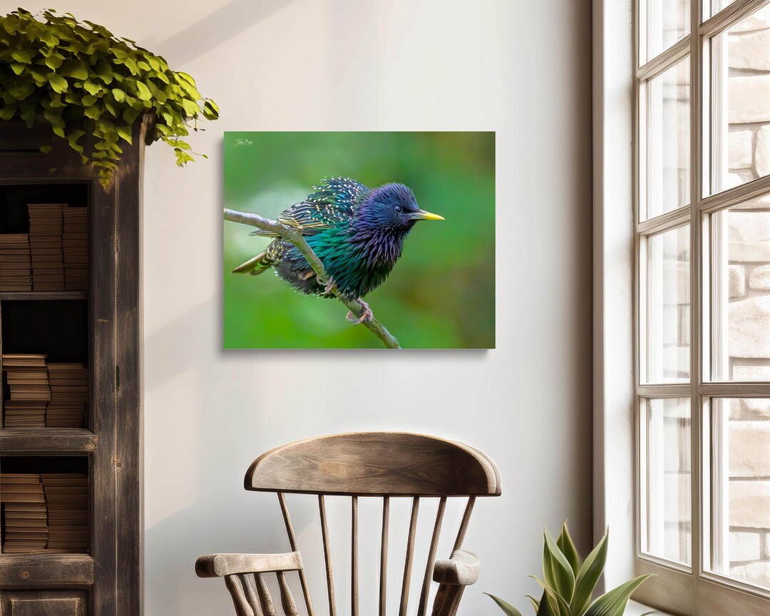 European Starling Wall Art | Starling Photo Print | Starling Canvas ...