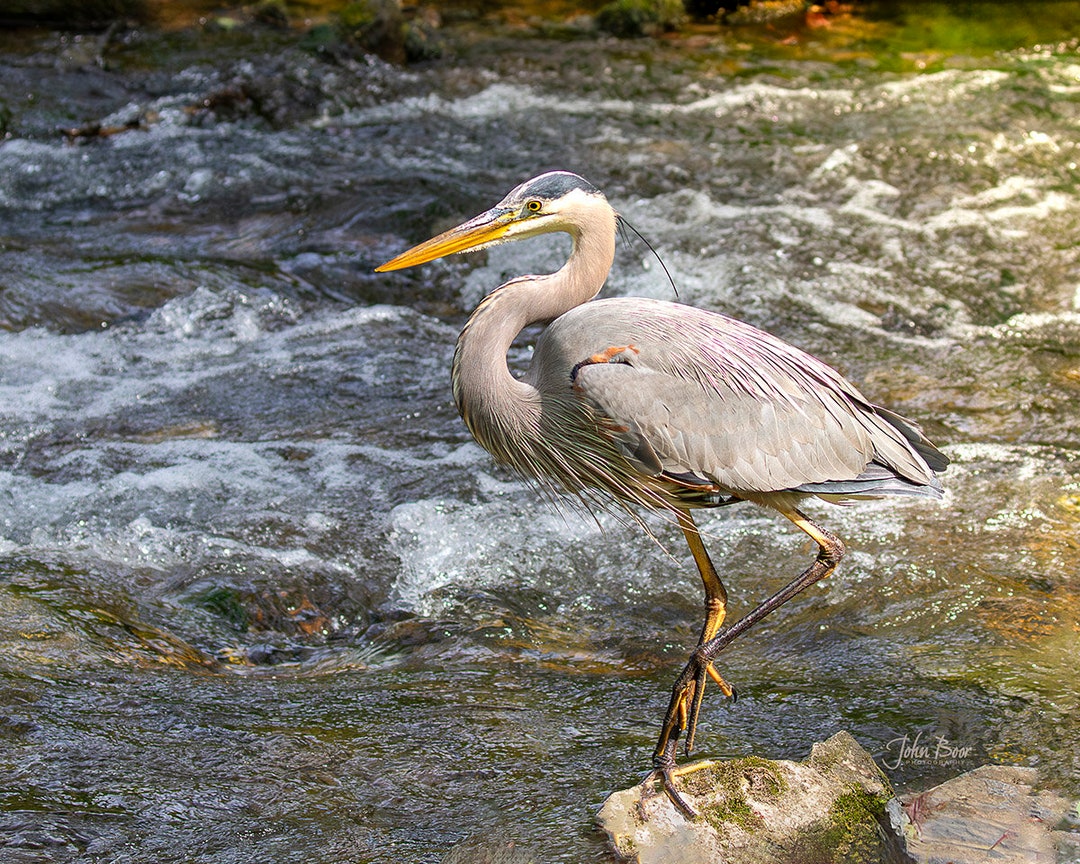 Great Blue Heron Wall Art Blue Heron Print Bird Photography Water Bird ...