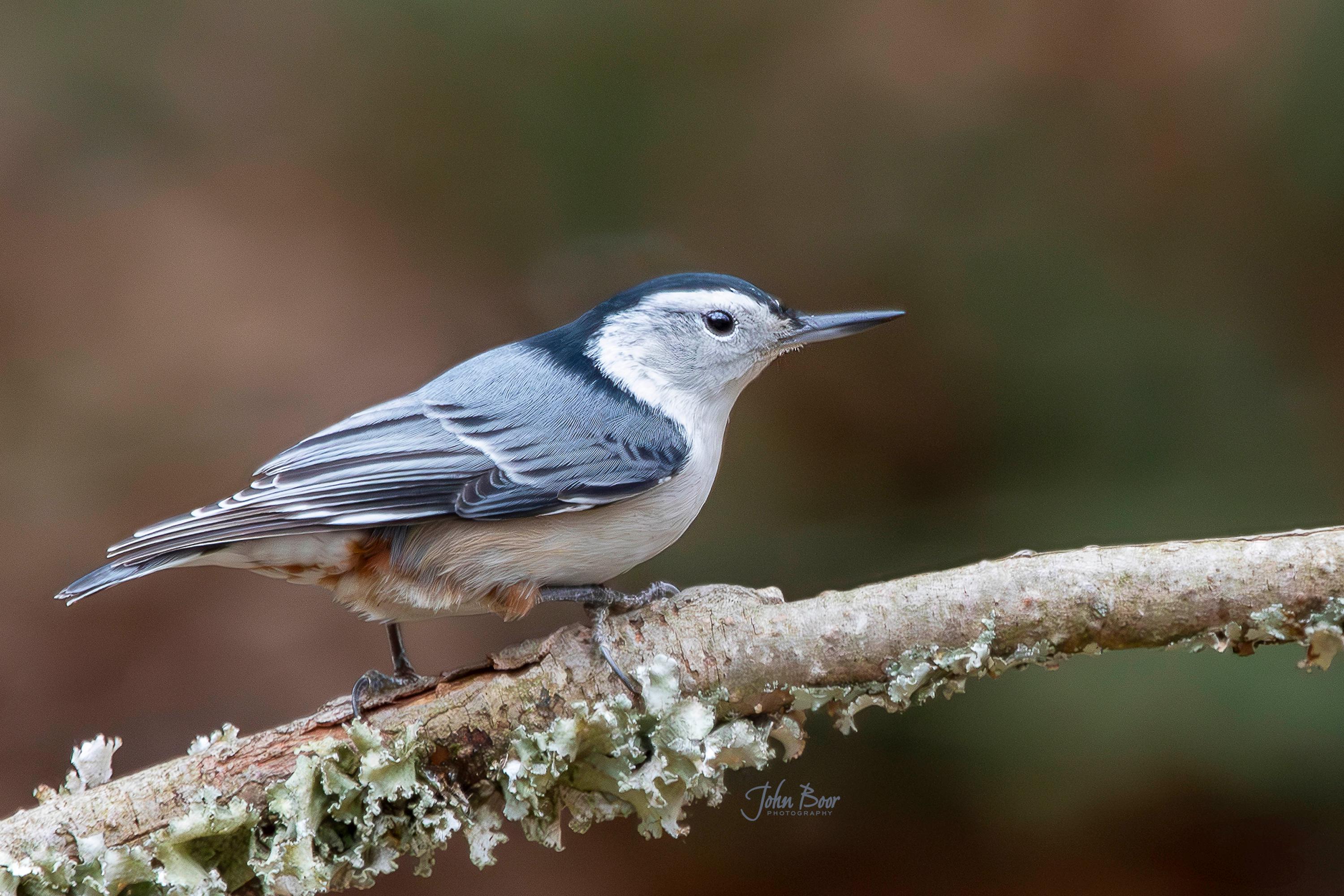 Cardinal & Nuthatch Bird Photography Print | Pennsylvania Nature Art ...