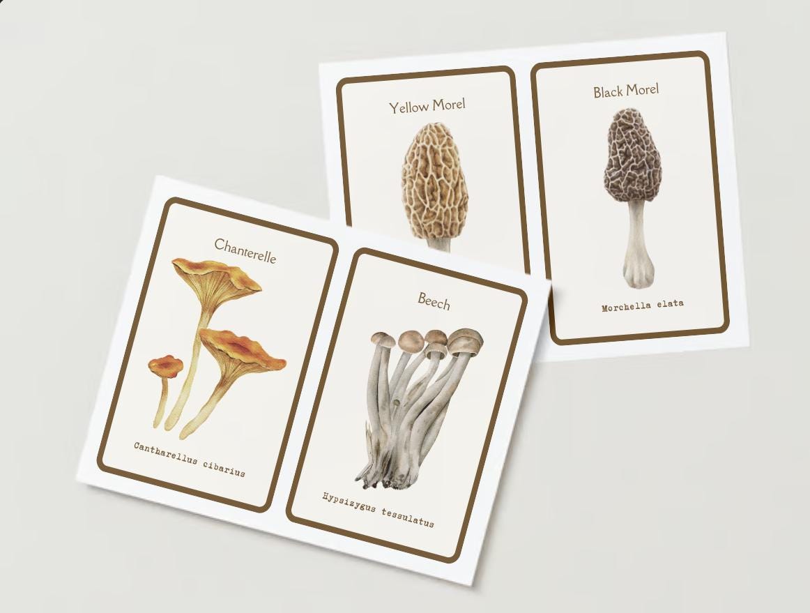 Watercolor Mushroom Flashcards – Identification Cards for Nature Study ...