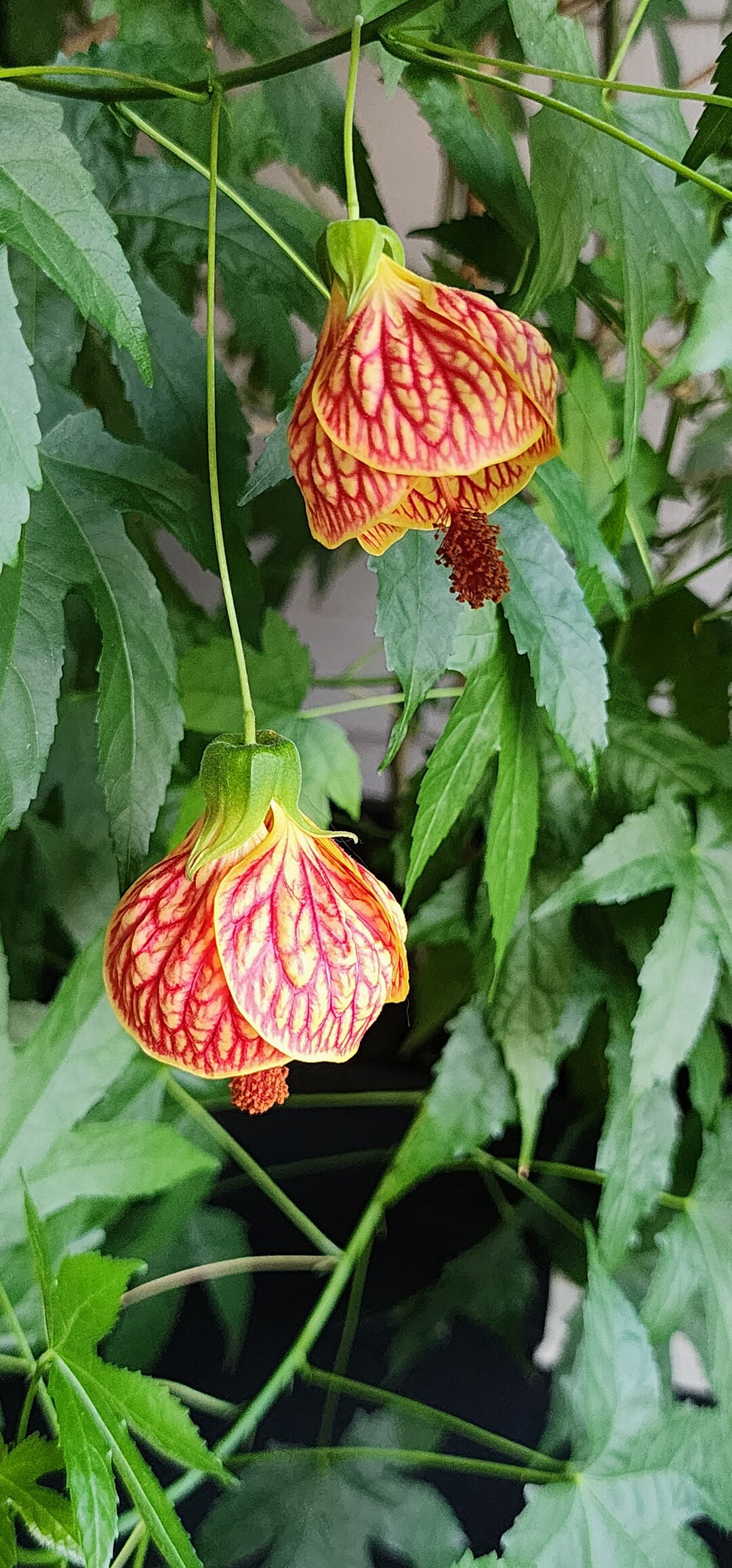 Japanese Lantern, Abutilon Pictum Tiger Eye, Flowering Maple, Starter ...