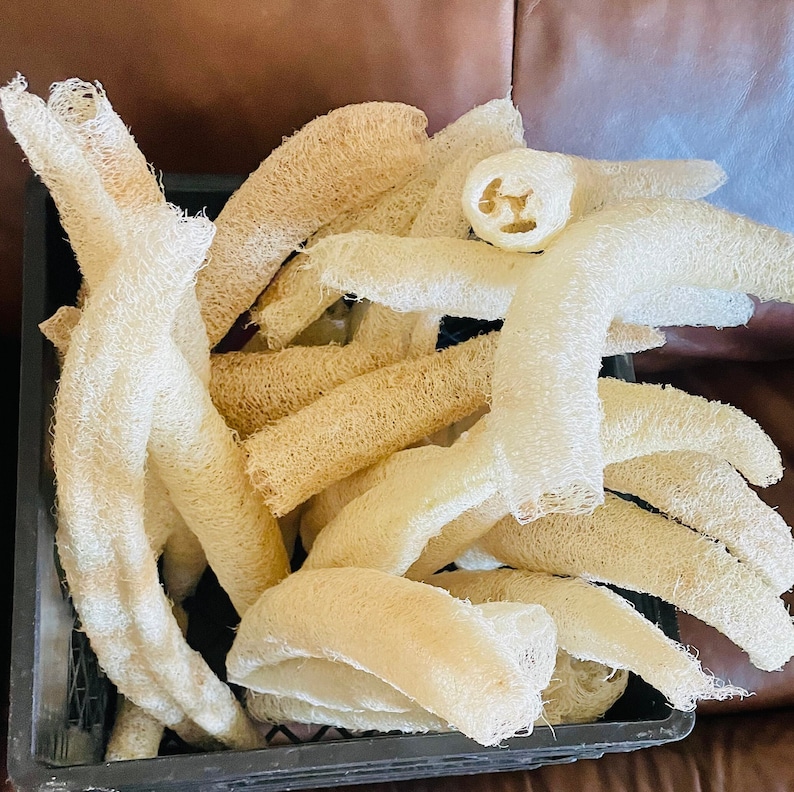 Homegrown Loofah Sponge | Eco-friendly | All Natural | Biodegradable ...
