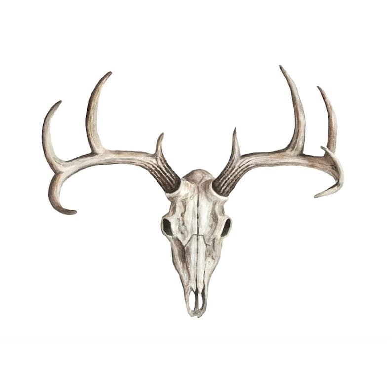 Deer Skull Archival Art Print - Etsy