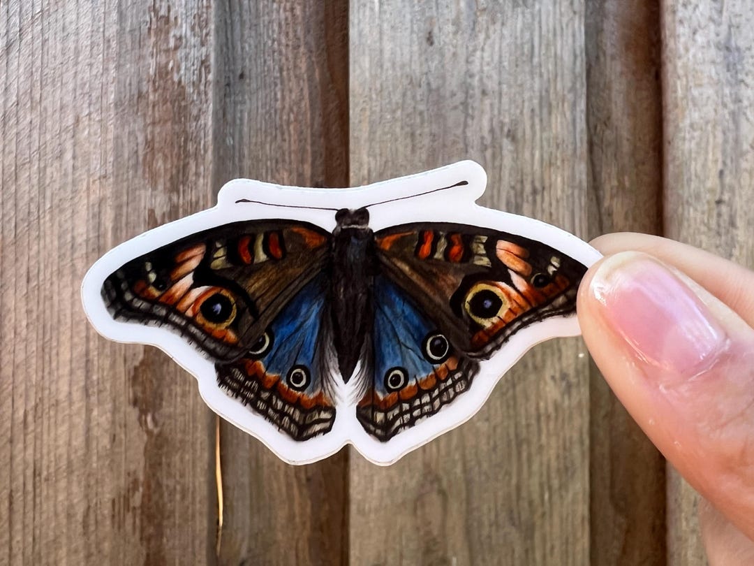 Mangrove Buckeye Butterfly Sticker - Etsy