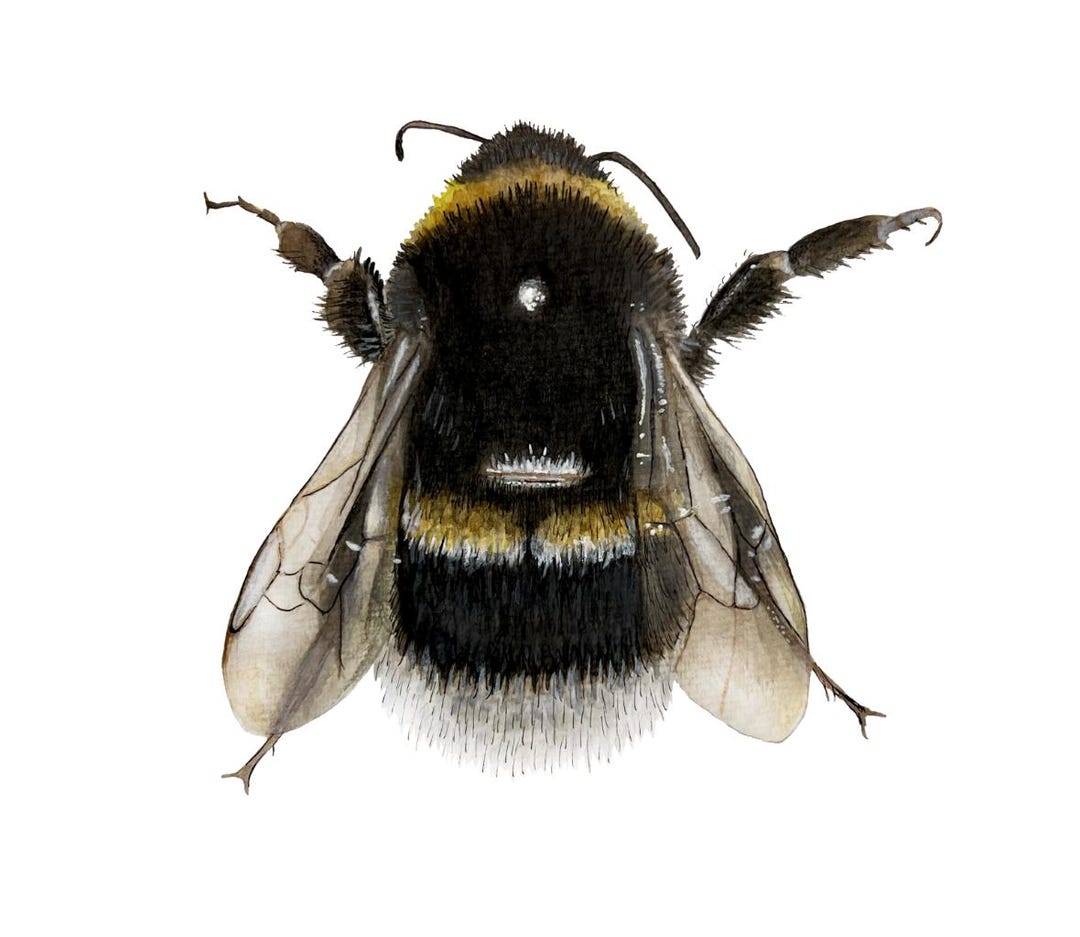 Bumble Bee Archival Art Print - Etsy