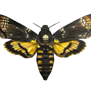 Death Hawk Moth Archival Art Print - Etsy