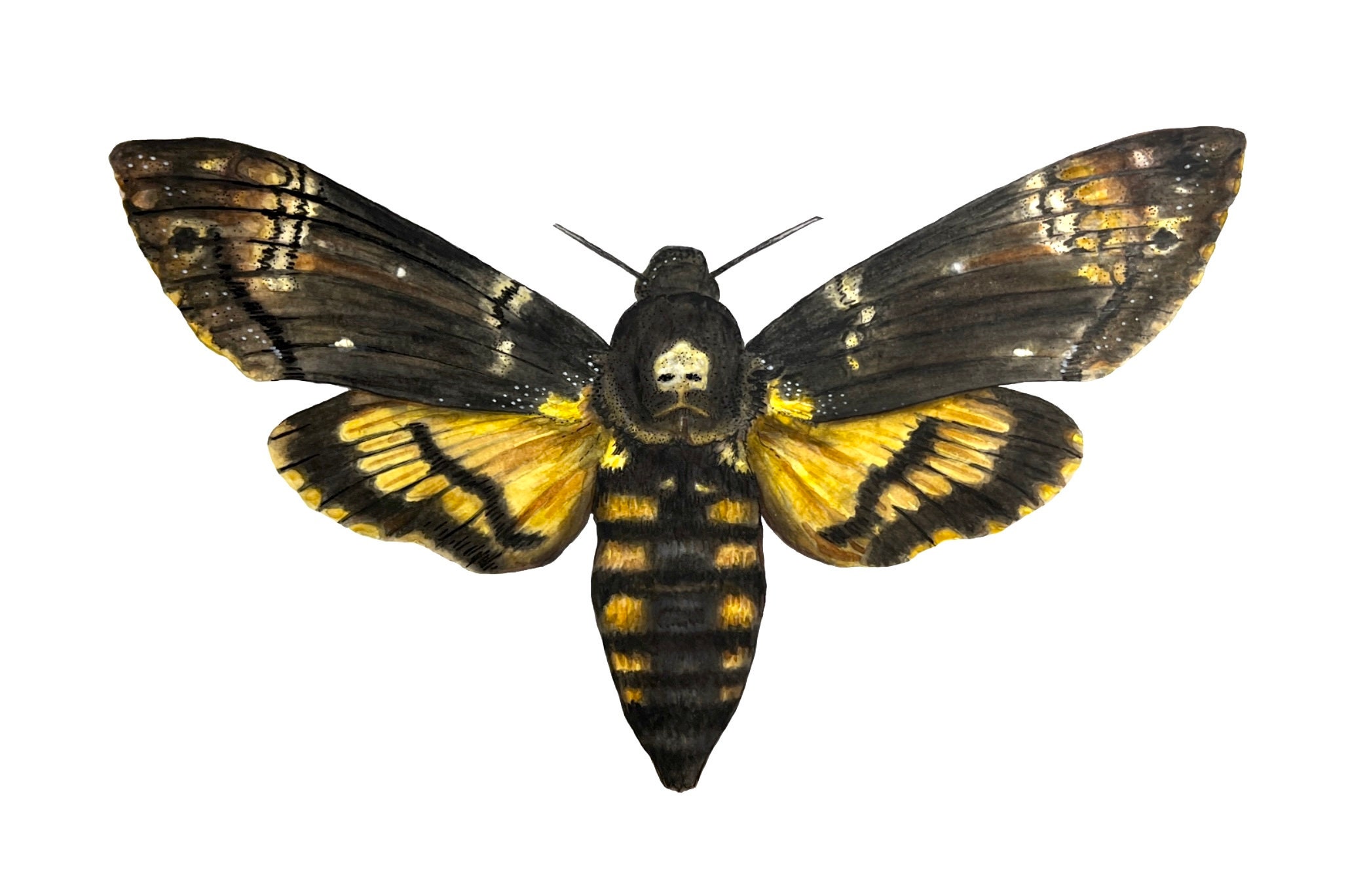 Death Hawk Moth Archival Art Print - Etsy