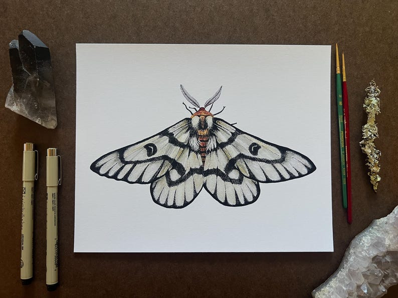 Moth Archival Art Print - Etsy