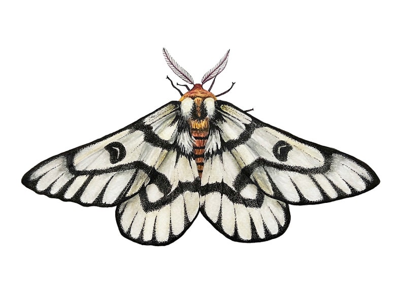 Moth Archival Art Print - Etsy