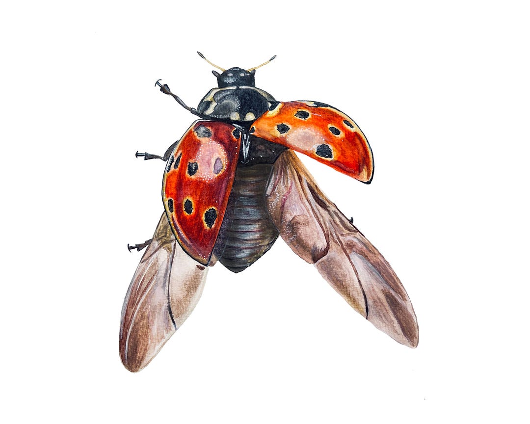 Lady Bug With Wings Open Archival Art Print - Etsy