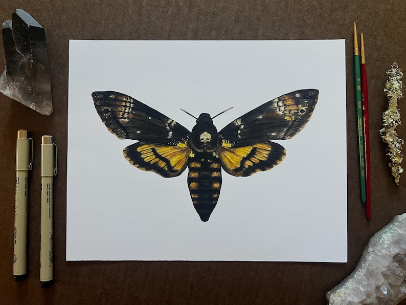 Death Hawk Moth Archival Art Print - Etsy
