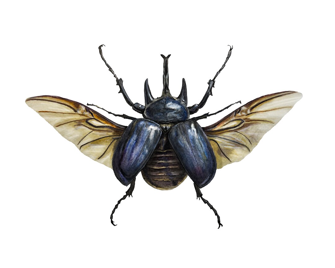 Three Horned Rhinoceros Beetle Archival Art Print - Etsy
