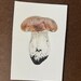 Queen Bolete Archival Art Print - Etsy