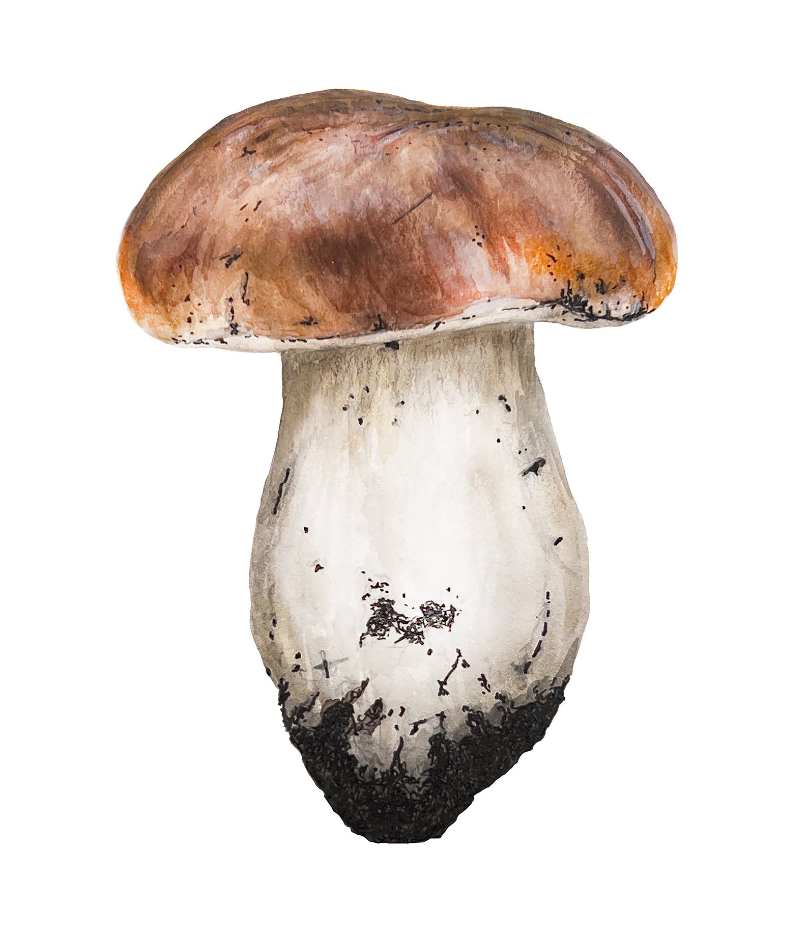 Queen Bolete Archival Art Print - Etsy