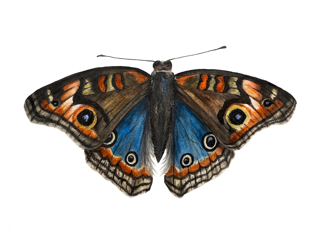 Butterfly Archival Art Print - Etsy