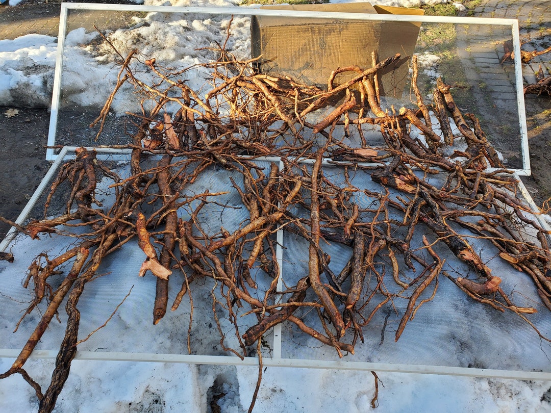 Freshly Dug Michigan Sassafras Root/roots on February 1st 2024 - Etsy