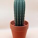 Cactus Toothpick Holder 3D Printed for Kitchen and Dining Room Decor ...