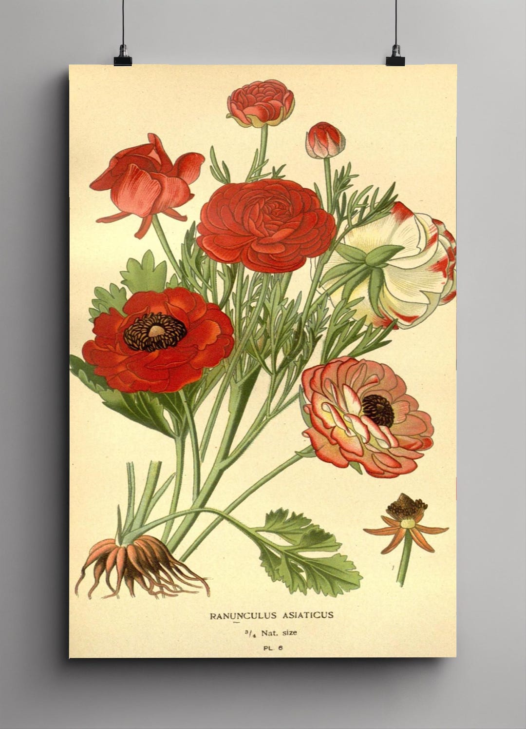 Vintage Ranunculus Print Poster, Botanical Print, Vibrant Botanical ...